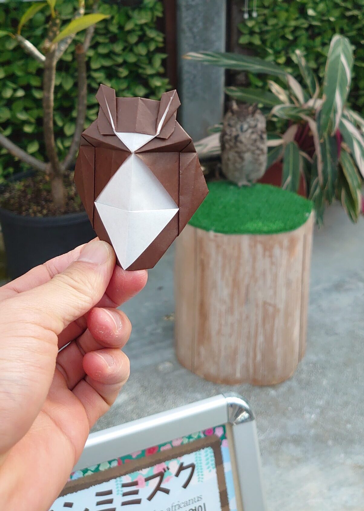 2023.2.4 掛川花鳥園で打ち合わせ! - コーキの折り紙工房 / KoKi Origami Lab